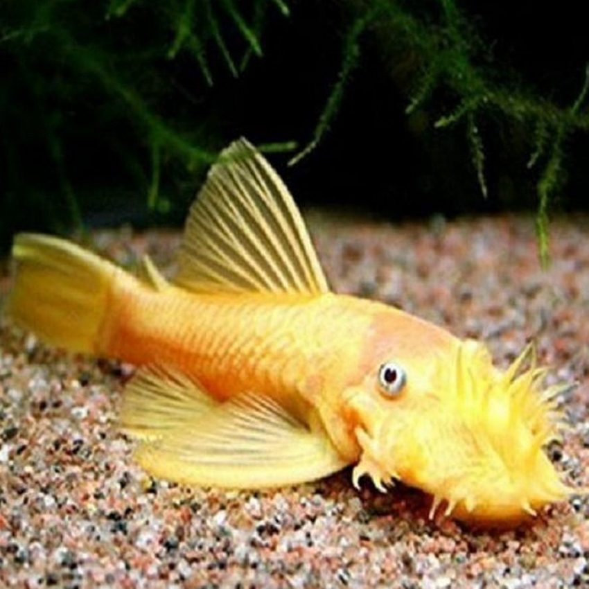 เจาะลึก L144 Bristlenose ปลาซัคเกอร์มีหนวดสุดคลาสสิก – Bangkok Pleco