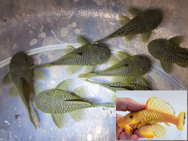 L056 Chubby Pleco 3-4 cm – Bangkok Pleco