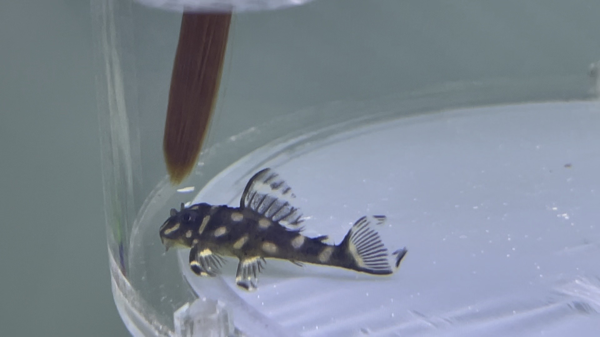 L471 Whitespotted 3-4cm – Bangkok Pleco